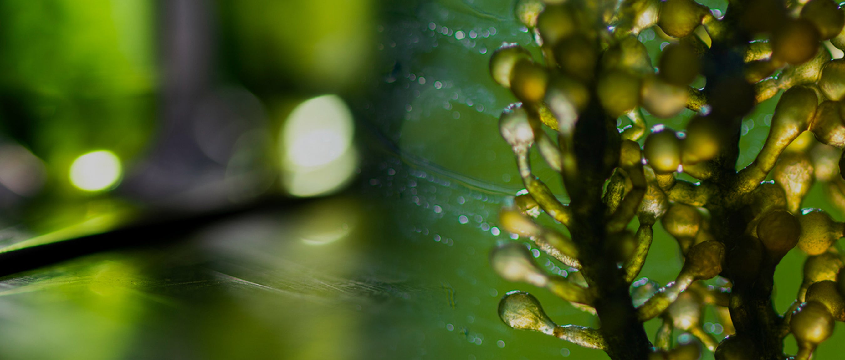 Prebiotics: What is Prebiotic Skincare? – Aleavia